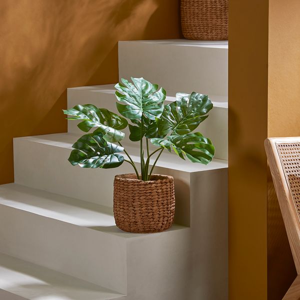 Monstera Plant - ABYAT