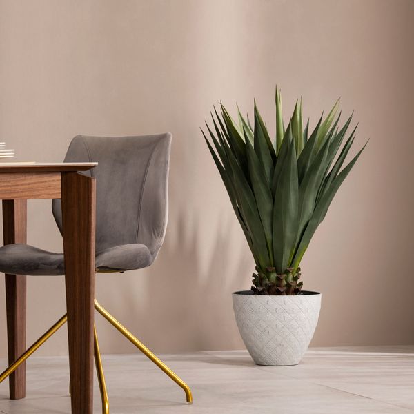 Yucca Gloriosa Plant - ABYAT